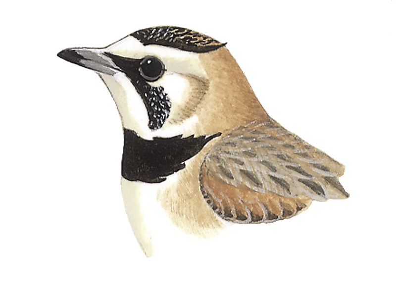 Details : American Horned Lark - BirdGuides