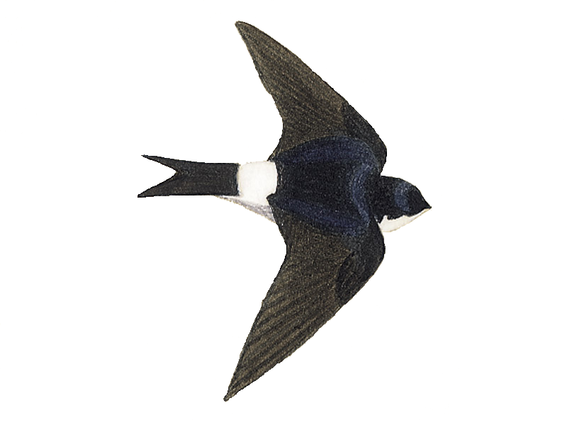 Details : House Martin - BirdGuides