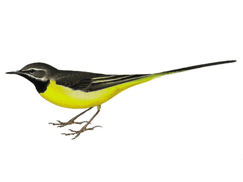 Details : Grey Wagtail - BirdGuides