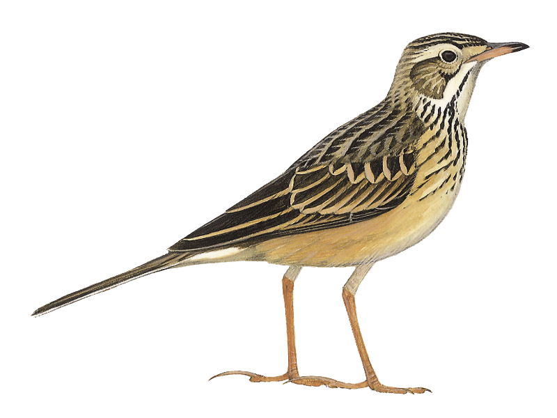 Details : Richard's Pipit - BirdGuides