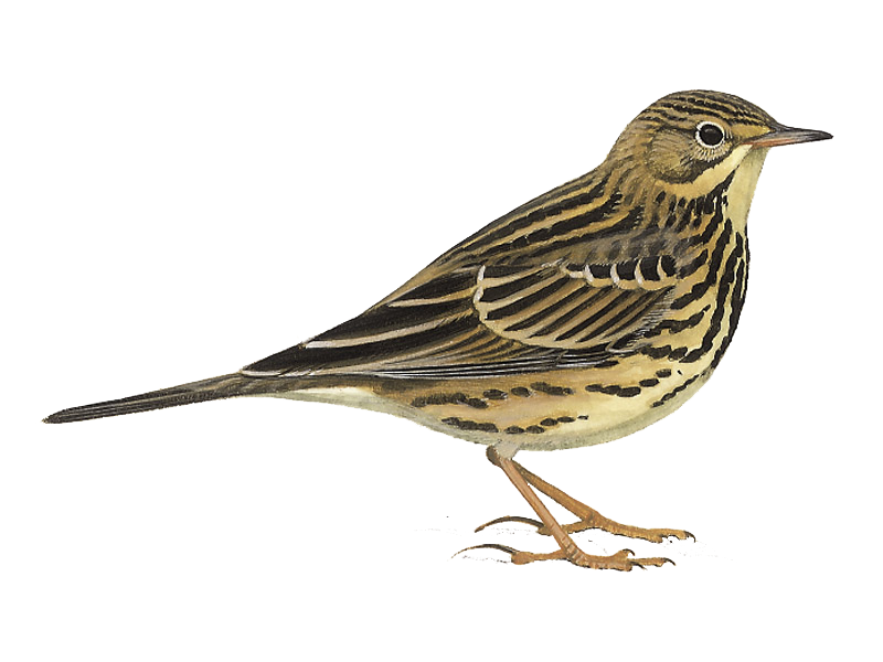Details : Meadow Pipit - BirdGuides