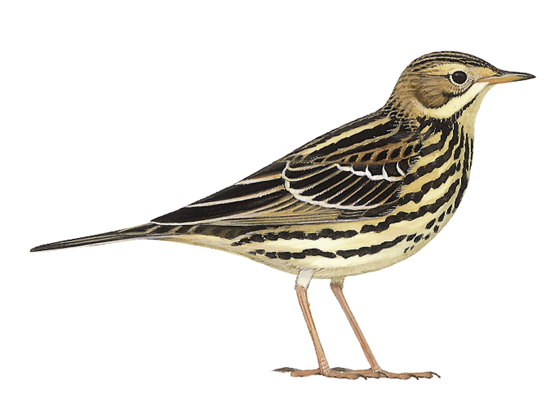 Details : Red-throated Pipit - BirdGuides