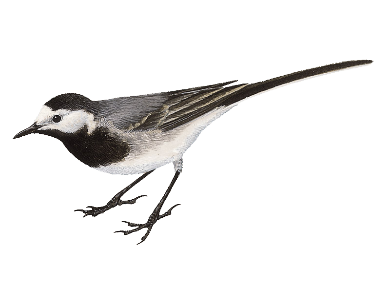 Details : Pied Wagtail - BirdGuides