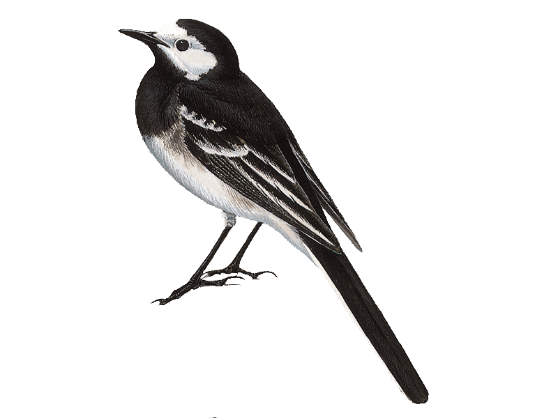 Details : Pied Wagtail - BirdGuides