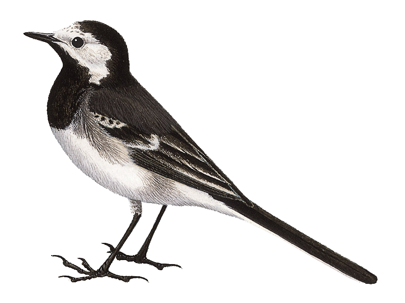 Details : Pied Wagtail - BirdGuides