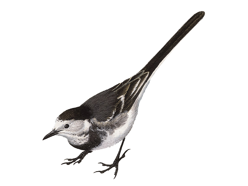 Details : Pied Wagtail - BirdGuides