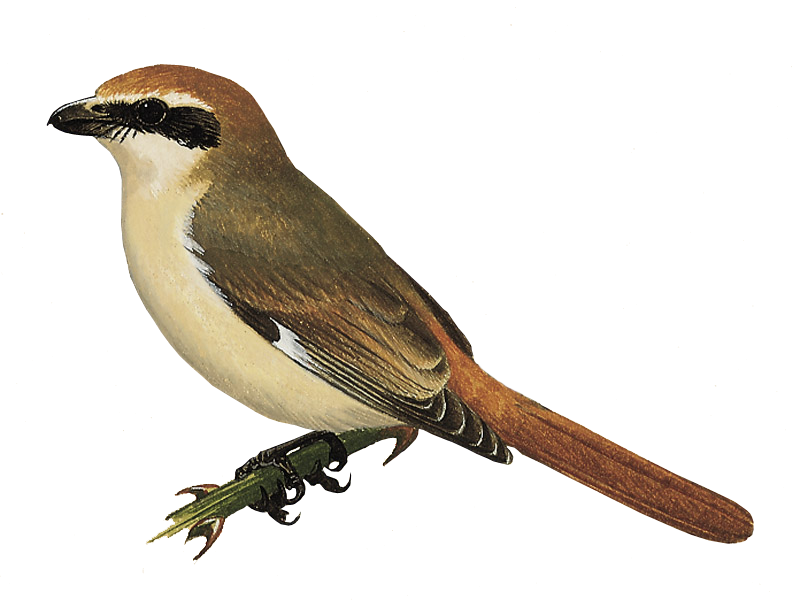 Details : Red-tailed Shrike - BirdGuides