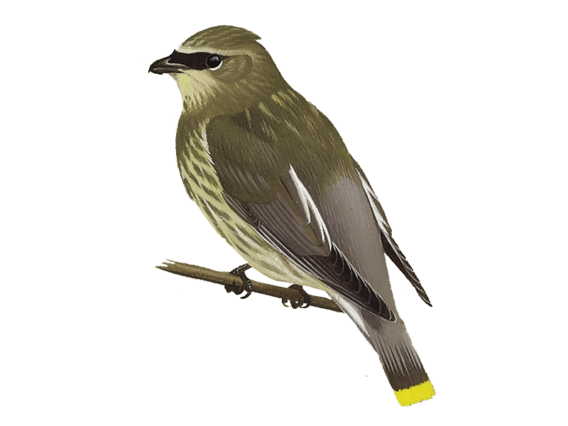 Details : Cedar Waxwing - BirdGuides
