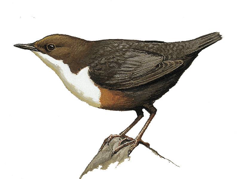 Details : Dipper - BirdGuides