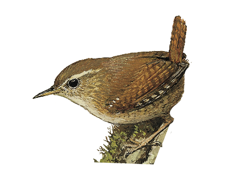Details : Eurasian Wren - BirdGuides
