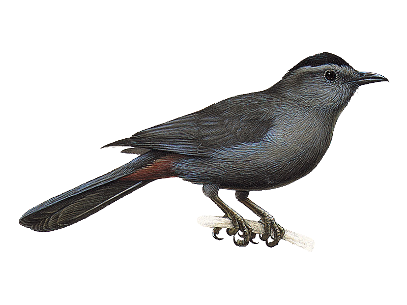 Details : Grey Catbird - BirdGuides