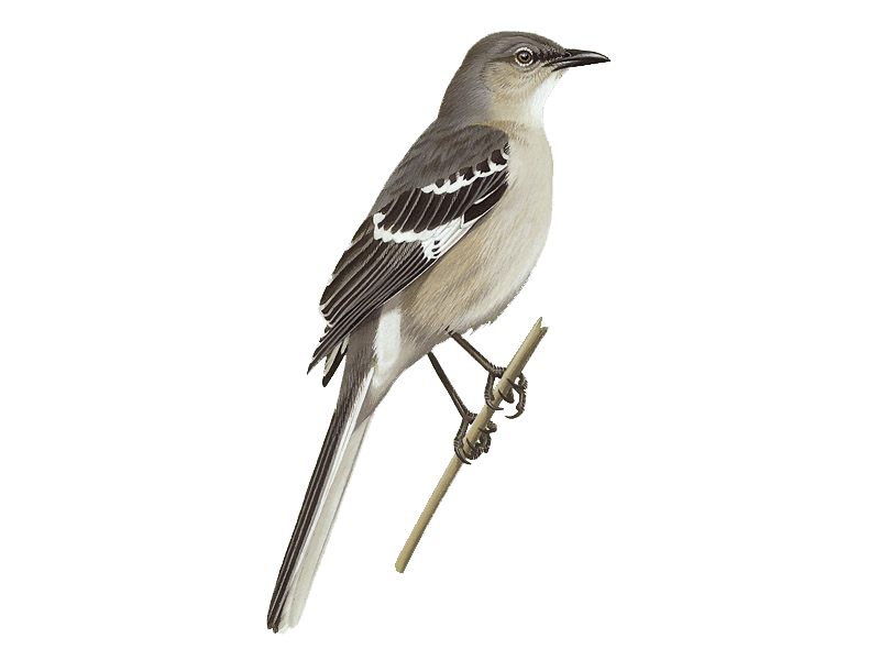 Details : Northern Mockingbird - BirdGuides