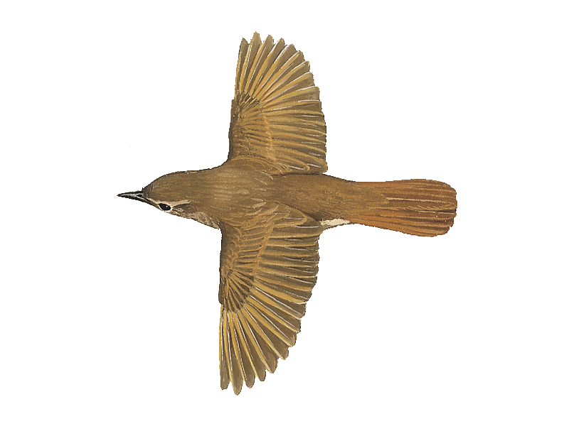 Details : Nightingale sp - BirdGuides