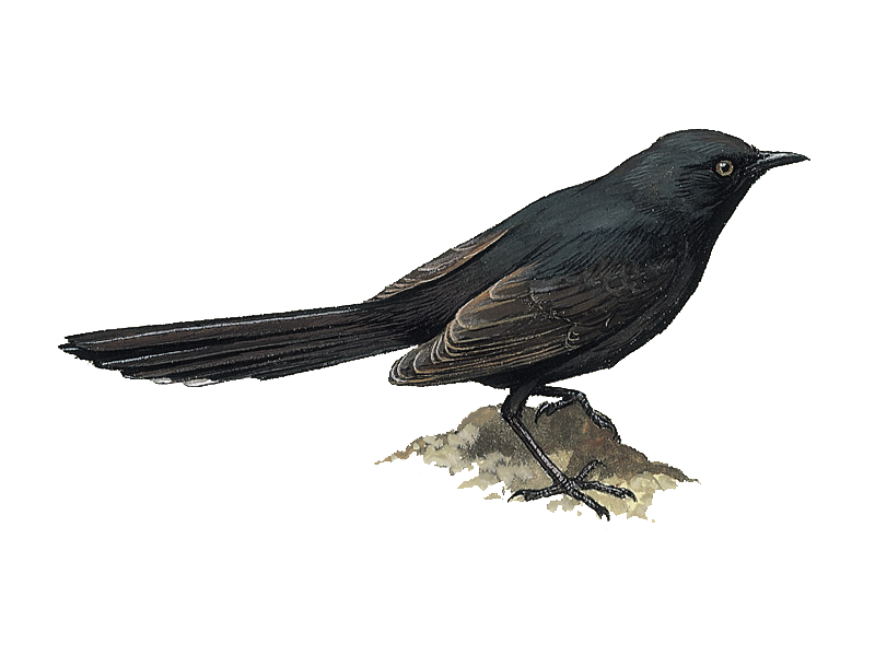 Details : Black Scrub Robin - BirdGuides