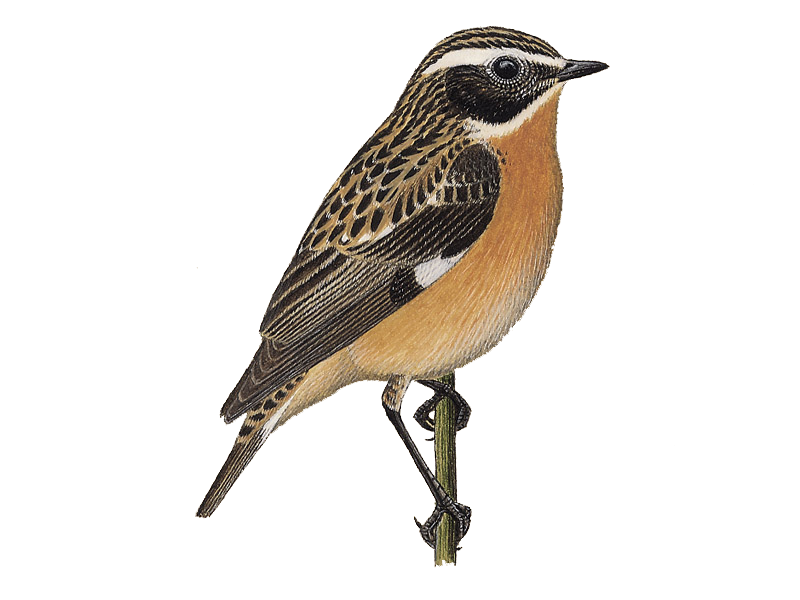 Details : Whinchat - BirdGuides