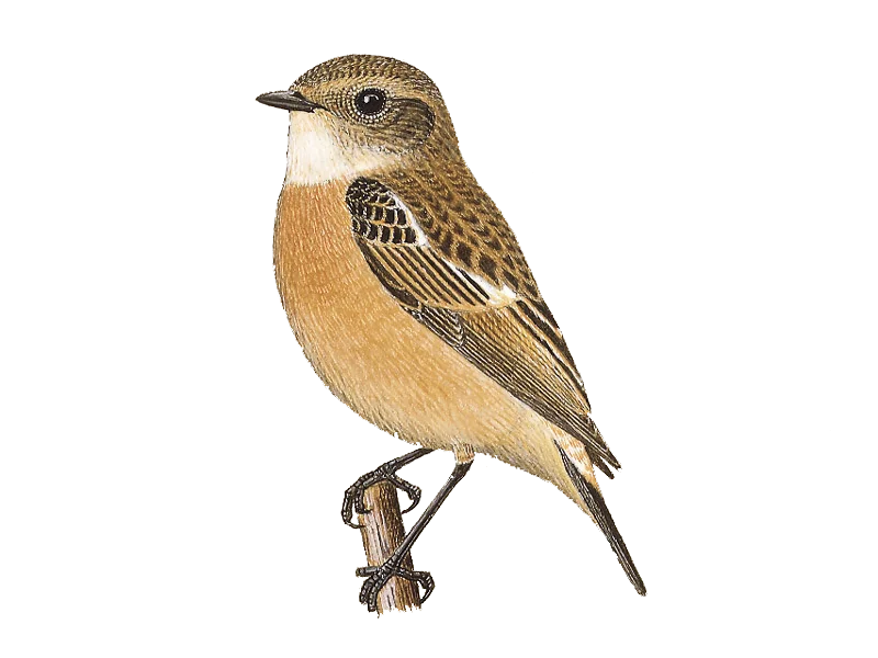 Details : Amur Stonechat - BirdGuides