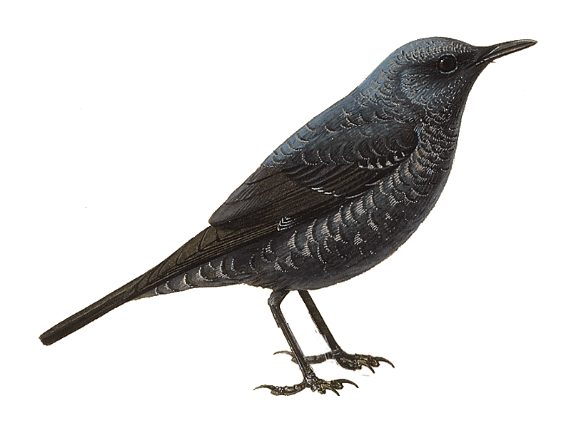 Details : Blue Rock Thrush - BirdGuides