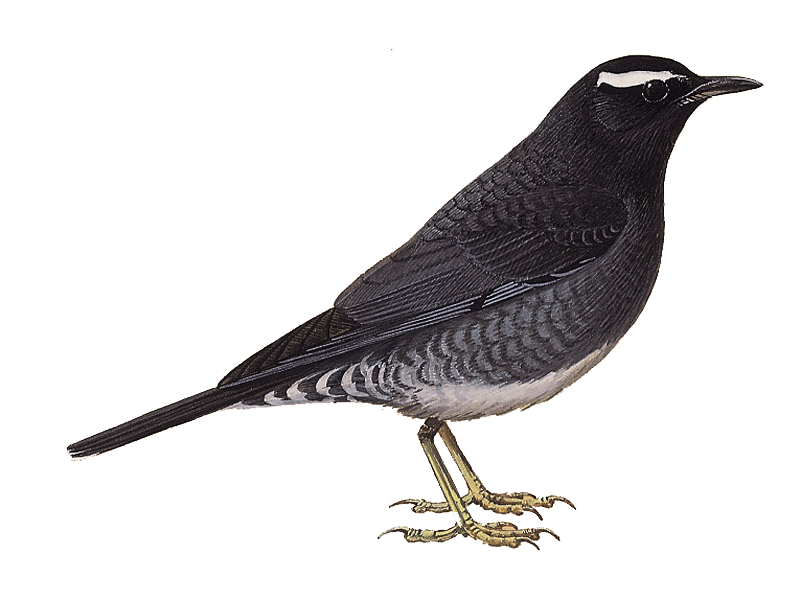 Details : Siberian Thrush - BirdGuides