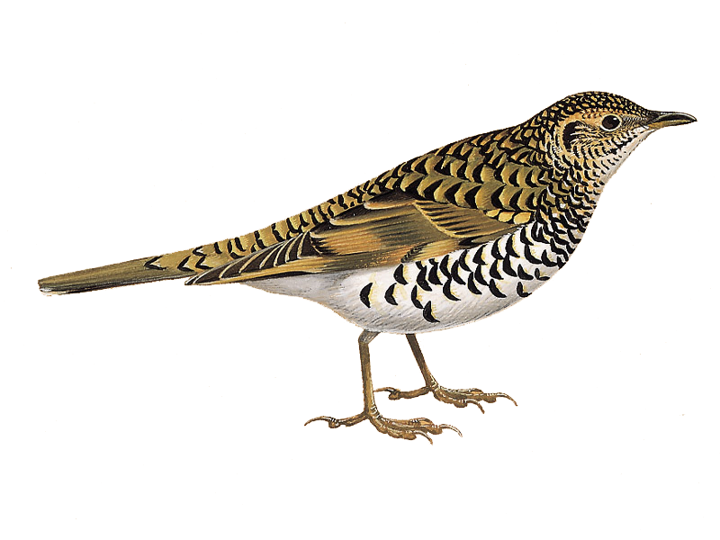 Details : White's Thrush - BirdGuides