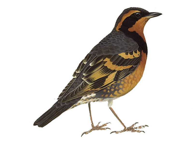 Details : Varied Thrush - BirdGuides