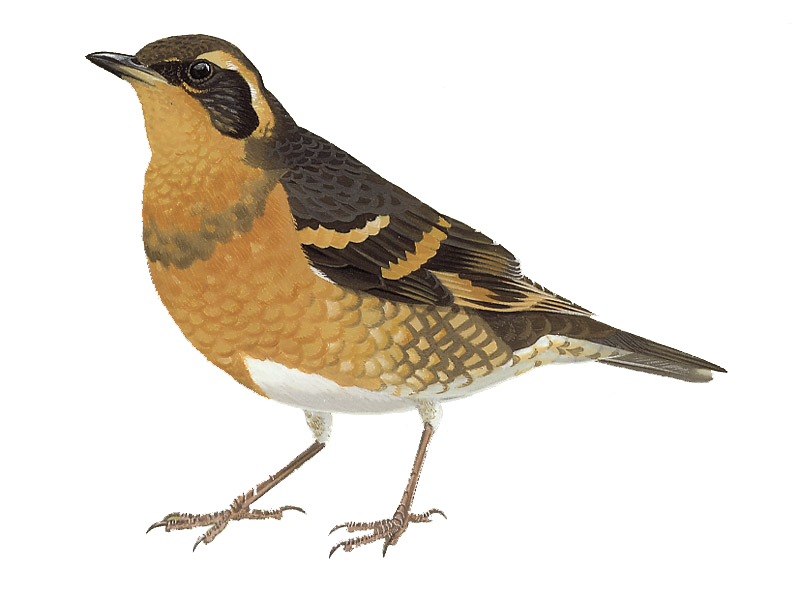 Details : Varied Thrush - BirdGuides