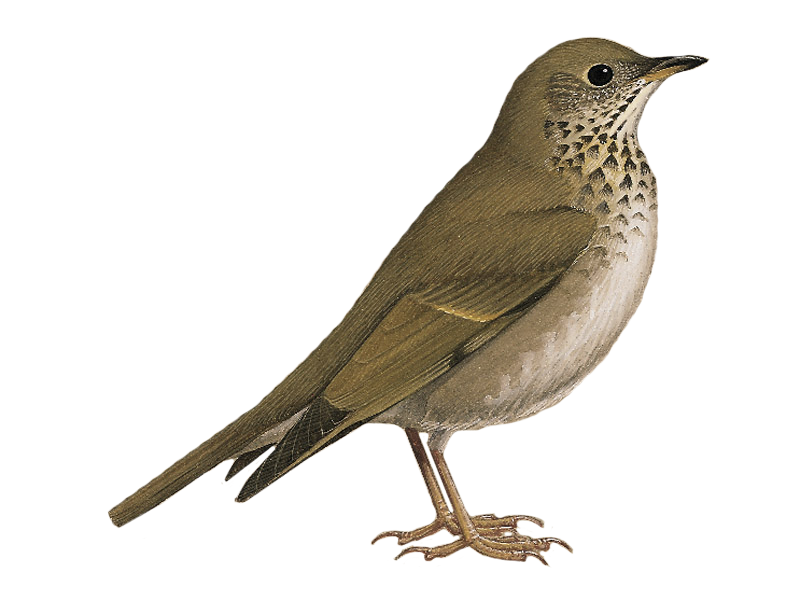 Details : Grey-cheeked Thrush - BirdGuides