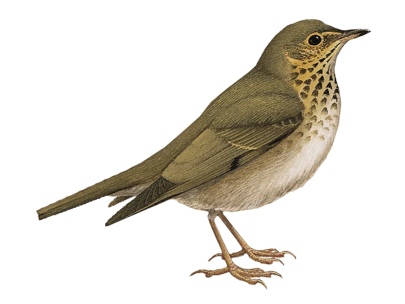 Details : Swainson's Thrush - BirdGuides