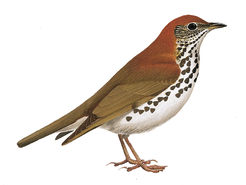 Details : Wood Thrush - BirdGuides