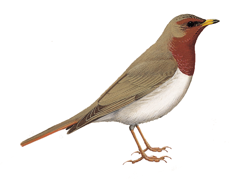 Details : Red-throated Thrush - BirdGuides