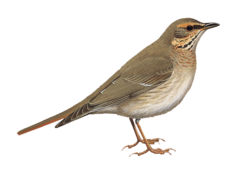 Details : Red-throated Thrush - BirdGuides
