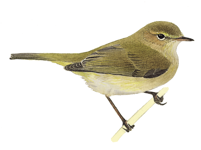 Details : Common Chiffchaff - BirdGuides