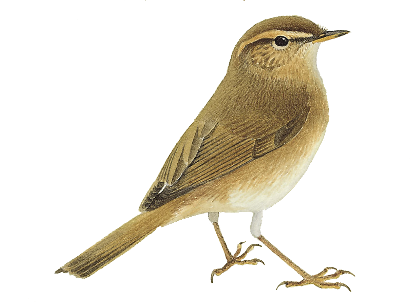 Details : Dusky Warbler - BirdGuides