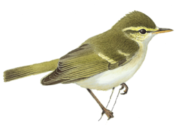 Details : Two-barred Warbler - BirdGuides