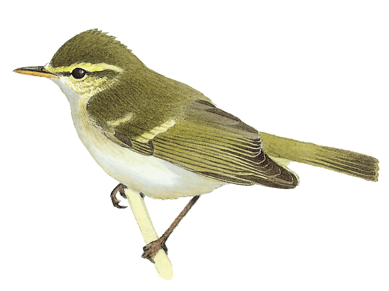 Details : Two-barred Warbler - BirdGuides