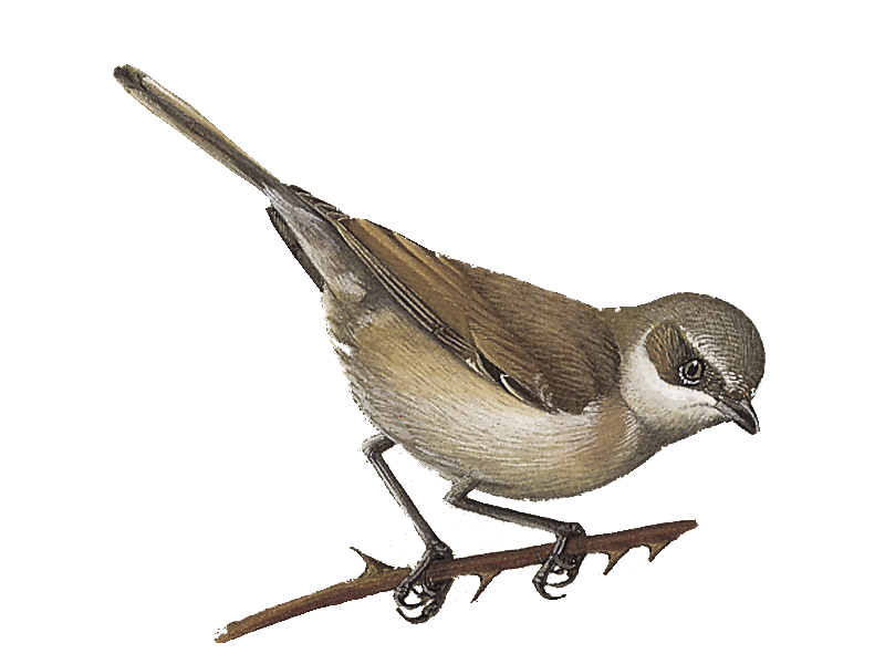 Details : Lesser Whitethroat - BirdGuides