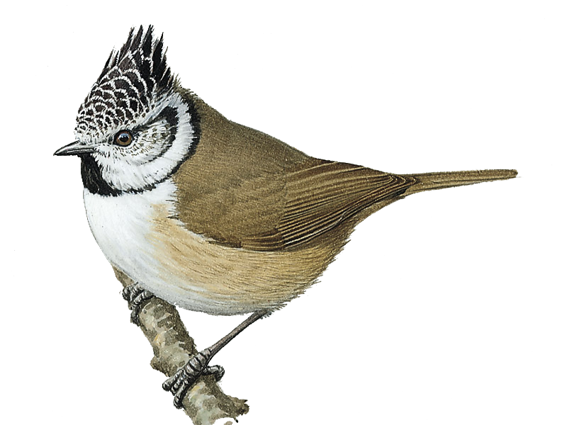 Details : Crested Tit - BirdGuides