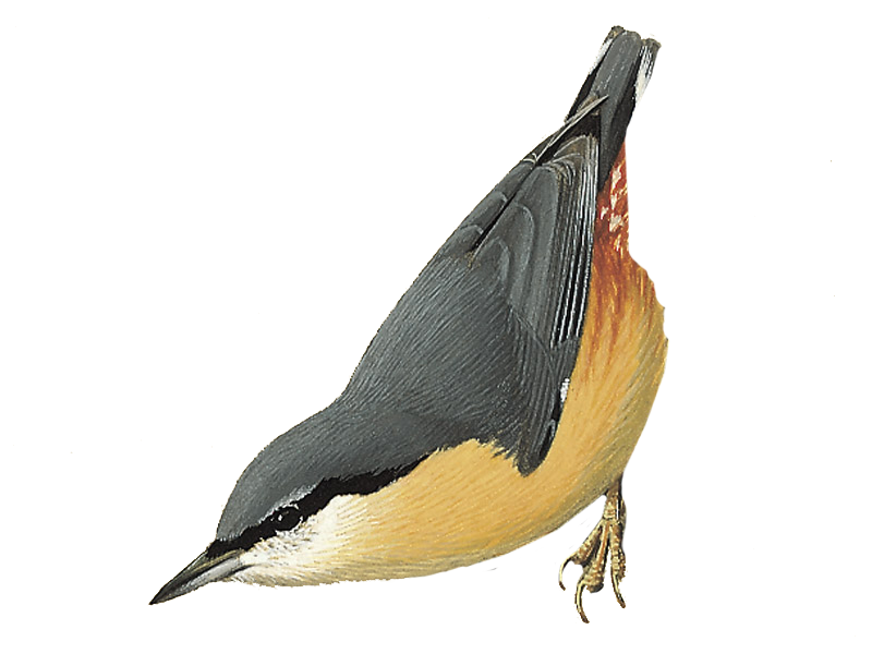 Details : Eurasian Nuthatch - BirdGuides