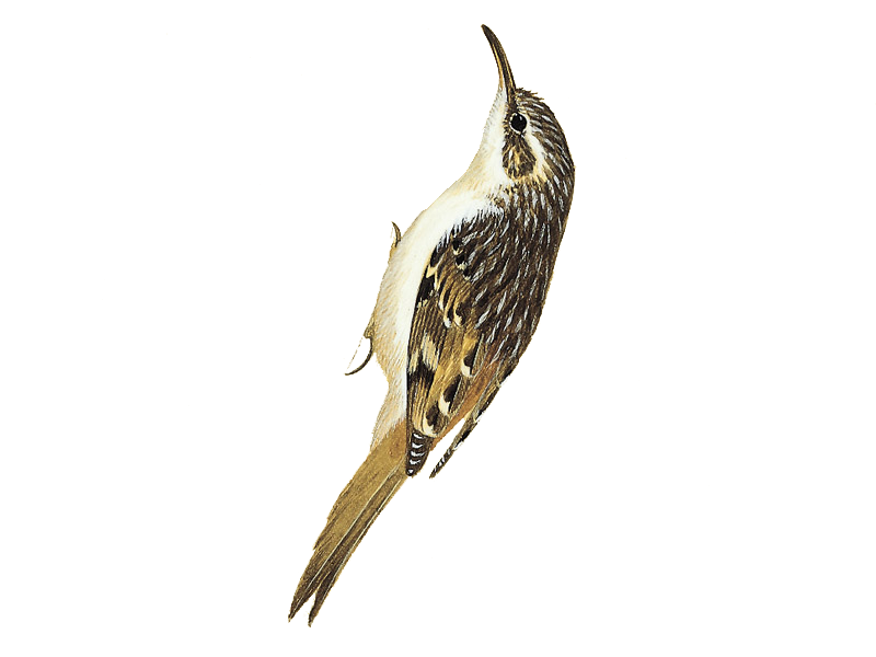Details : Northern Treecreeper - BirdGuides