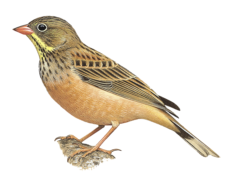 Details : Ortolan Bunting - BirdGuides