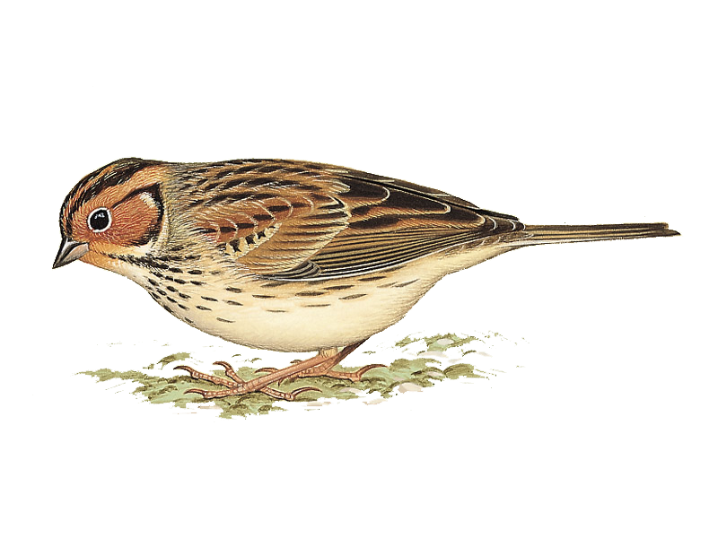 Details : Little Bunting - BirdGuides