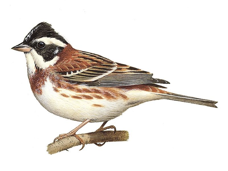Details : Rustic Bunting - BirdGuides