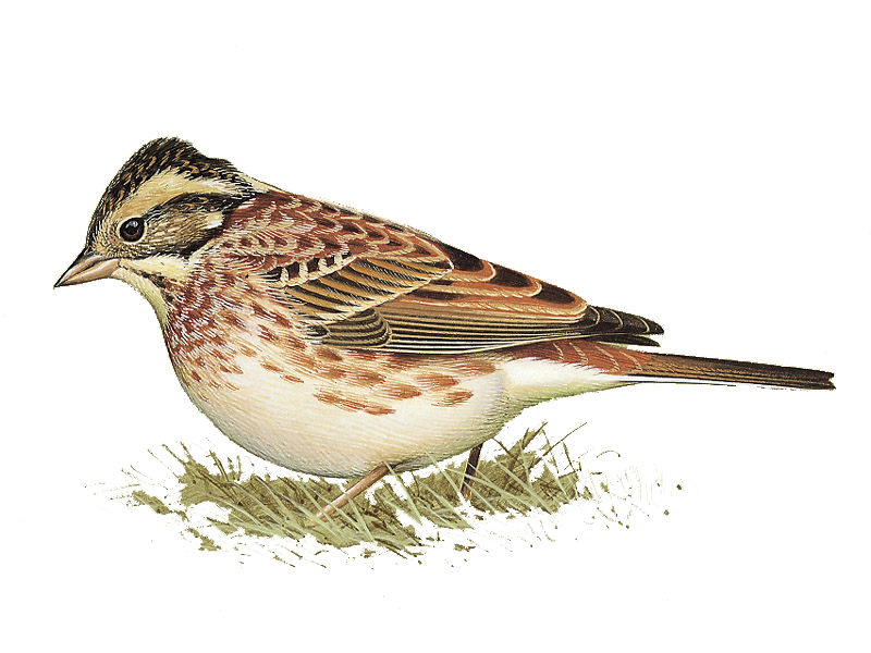 Details : Rustic Bunting - BirdGuides