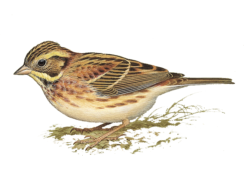 Details : Rustic Bunting - BirdGuides