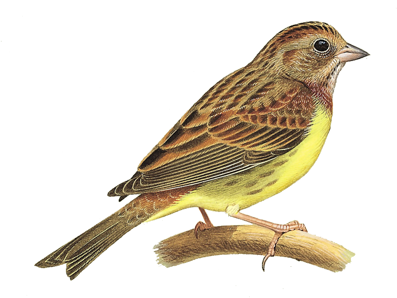Details : Chestnut Bunting - BirdGuides