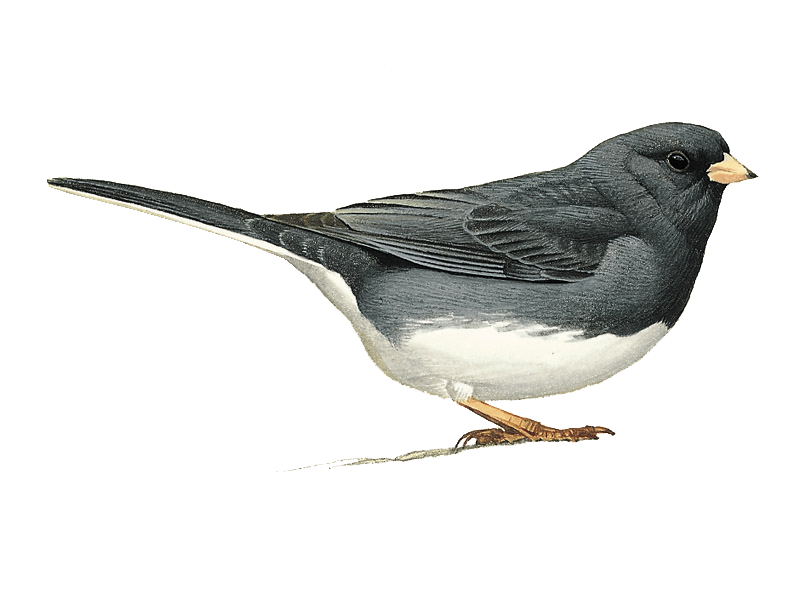 Details : Dark-eyed Junco - BirdGuides