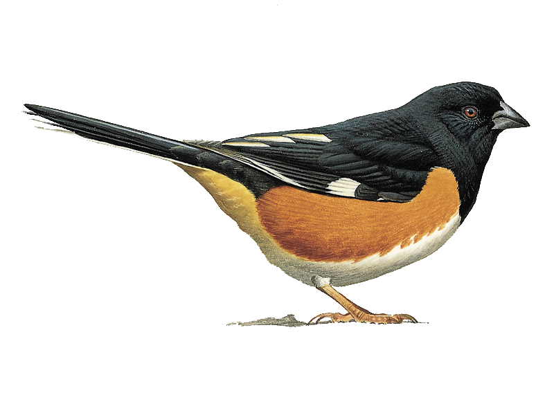 Details : Eastern Towhee - BirdGuides