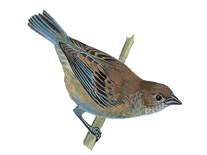 Details : Indigo Bunting - BirdGuides