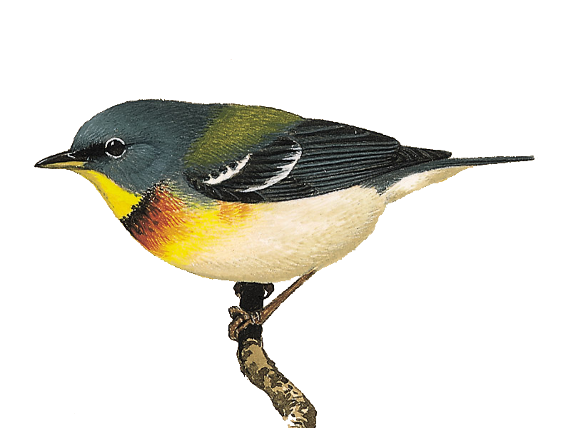 Details : Northern Parula - BirdGuides