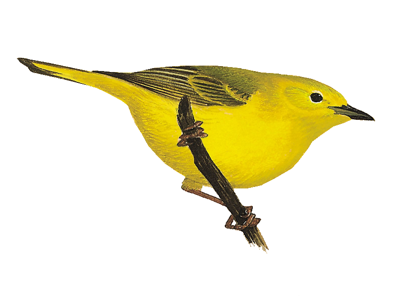 Details : American Yellow Warbler - BirdGuides