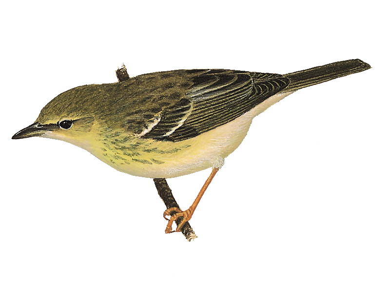 Details : Blackpoll Warbler - BirdGuides
